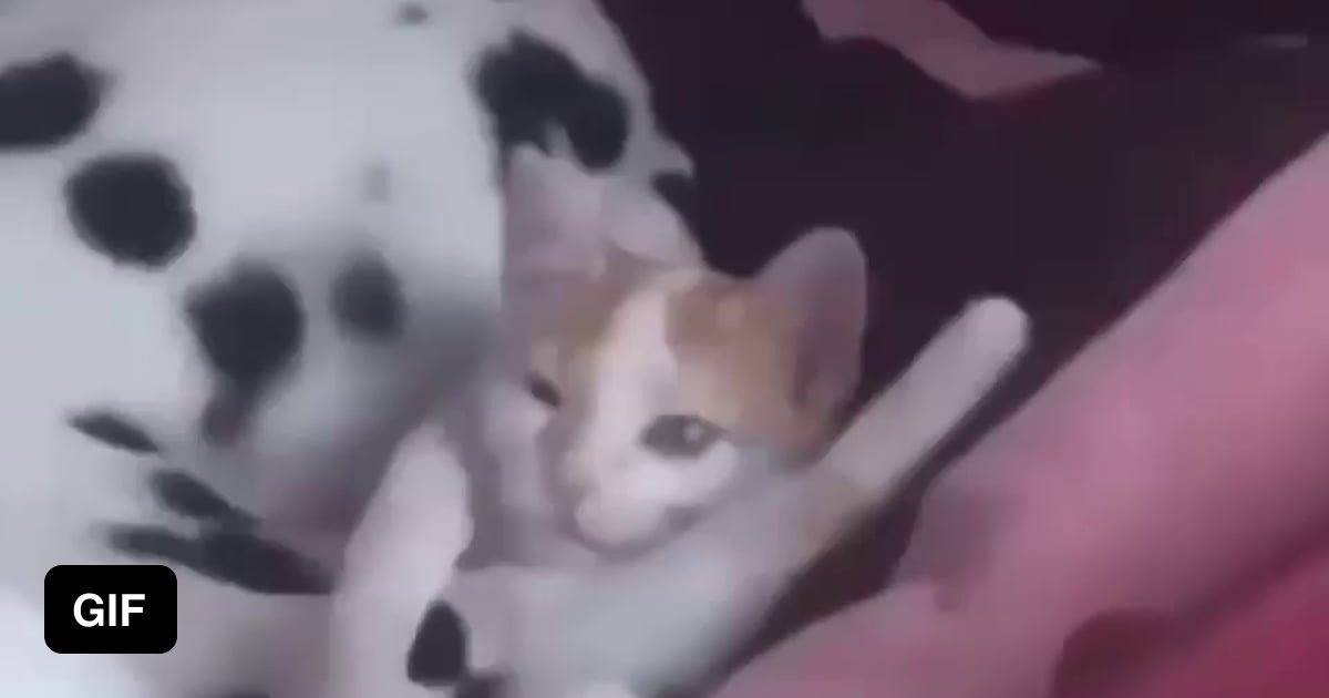 Stahp. Stahp. STAAAAAHP! - 9GAG