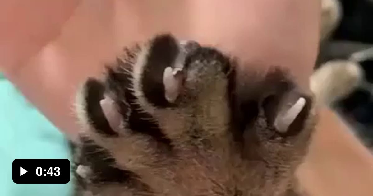 This cat is mimicking hand movement - 9GAG