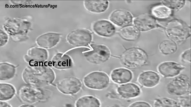 New cancer therapy causes cancer cells to explode - 9GAG