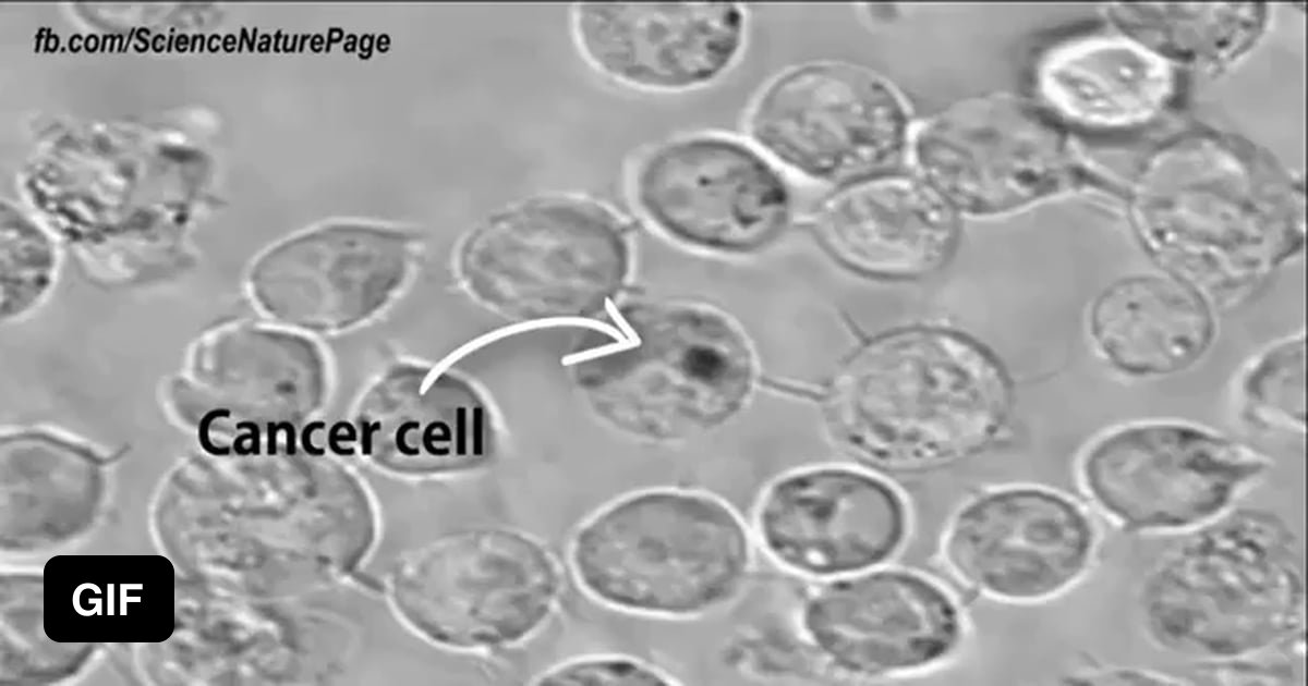 New cancer therapy causes cancer cells to explode - 9GAG