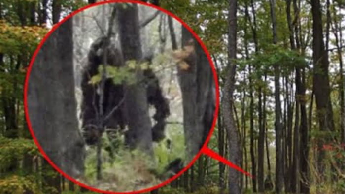 Deleted Raw Video Footage of Bigfoot from Paul Freeman - Paul Freeman ...