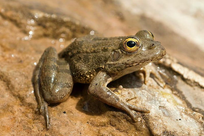 This golden-eyed gal is the Karpathos Frog! (Pelophylax cerigensis ...