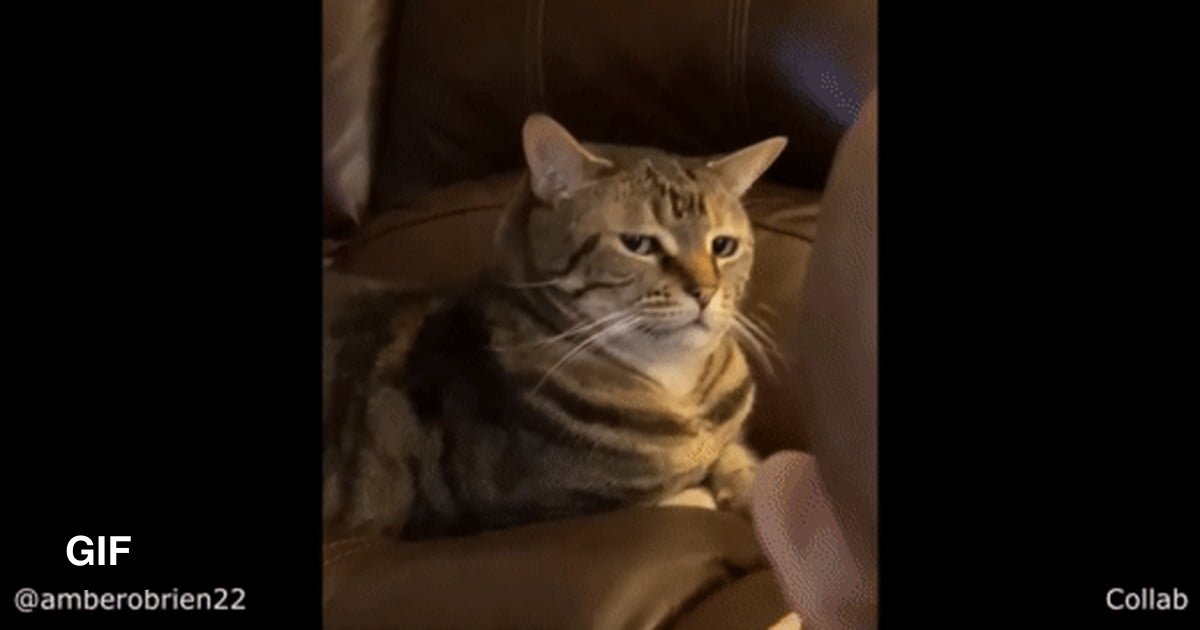 Unimpressed cat - 9GAG