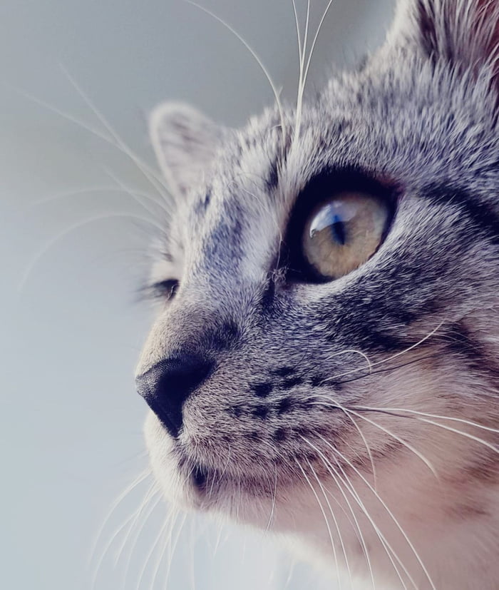 My Cat "Charlie" from a Farm. - 9GAG