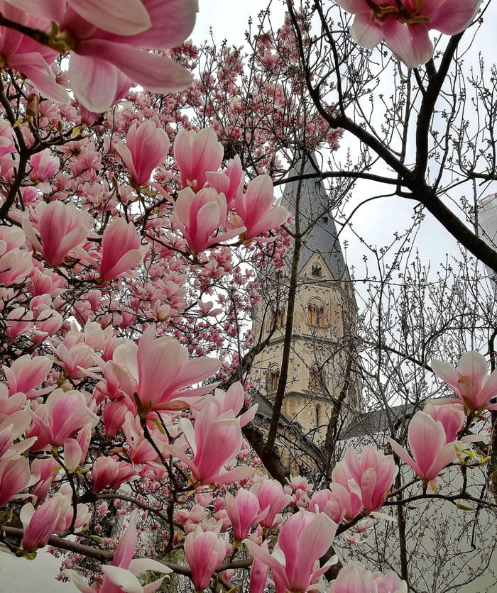 Springtime in Bonn, Germany - 9GAG
