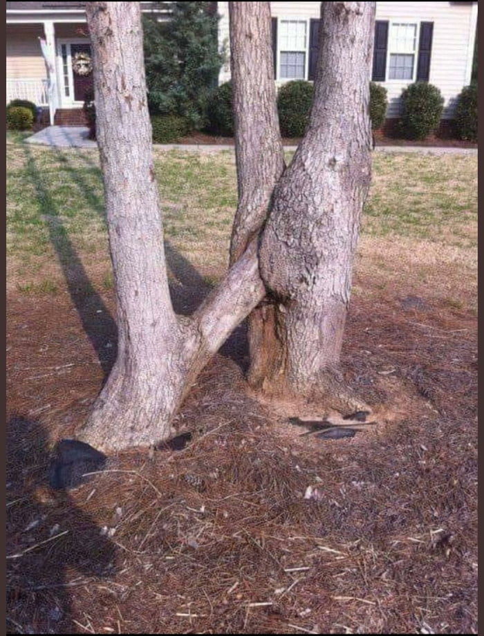 This is how baby trees are made - 9GAG