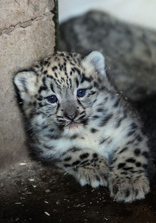 Seriously fluffy Snow Leopard cub. - 9GAG