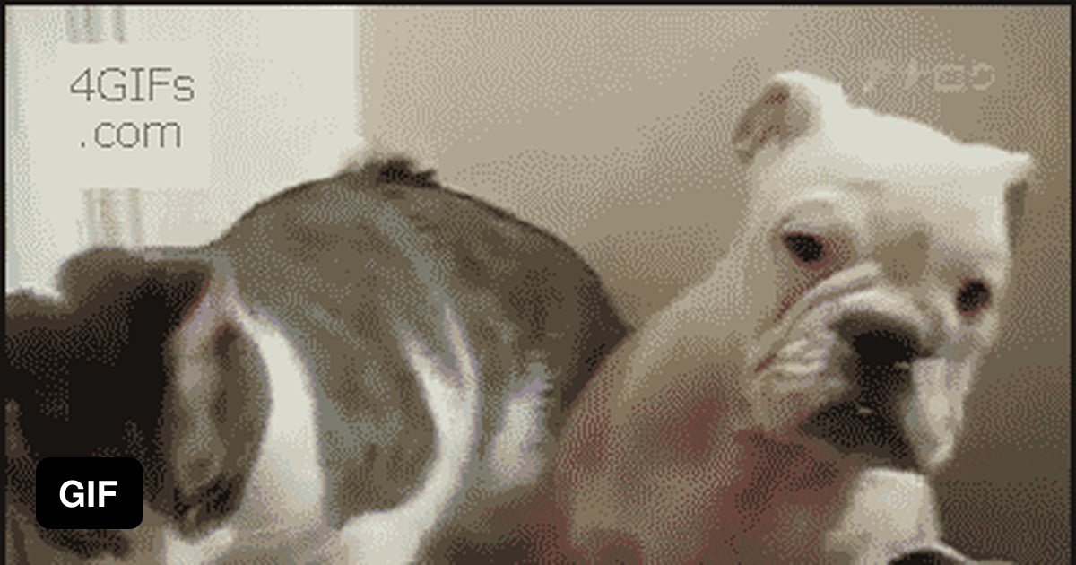 What the f**k did you just say? - 9GAG