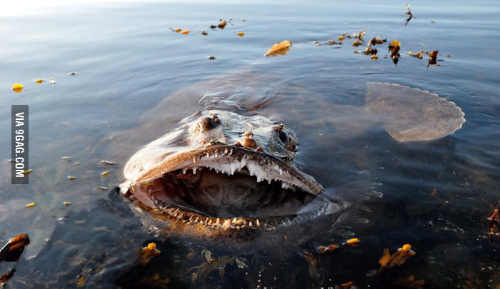 Giant Monkfish - 9GAG