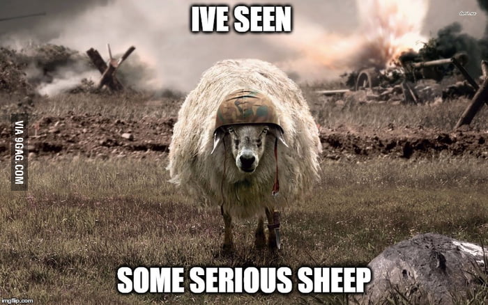Sheep meme - 9GAG