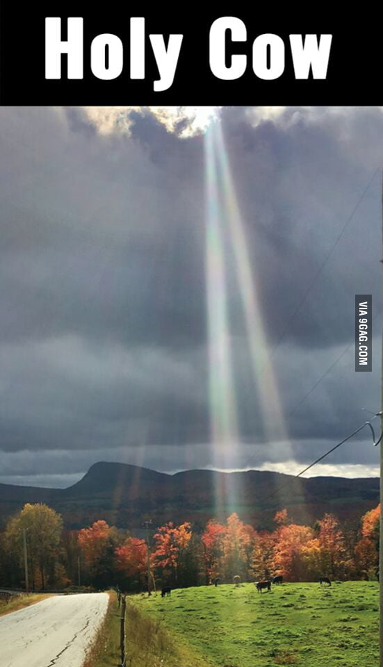 Hail mighty cow - 9GAG