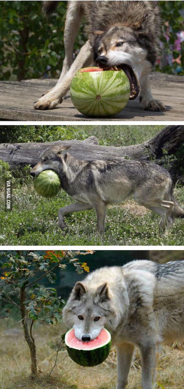 A wolf and his watermelon - 9GAG