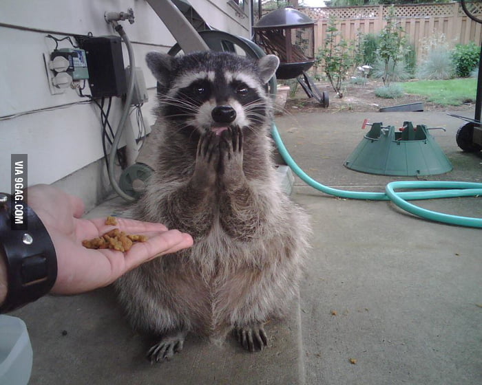 This surprised racoon - 9GAG