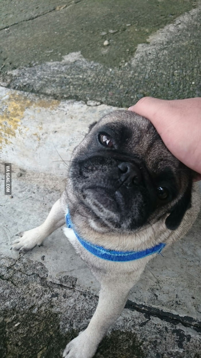 My cool little pugsy wugsy, Porter! - 9GAG