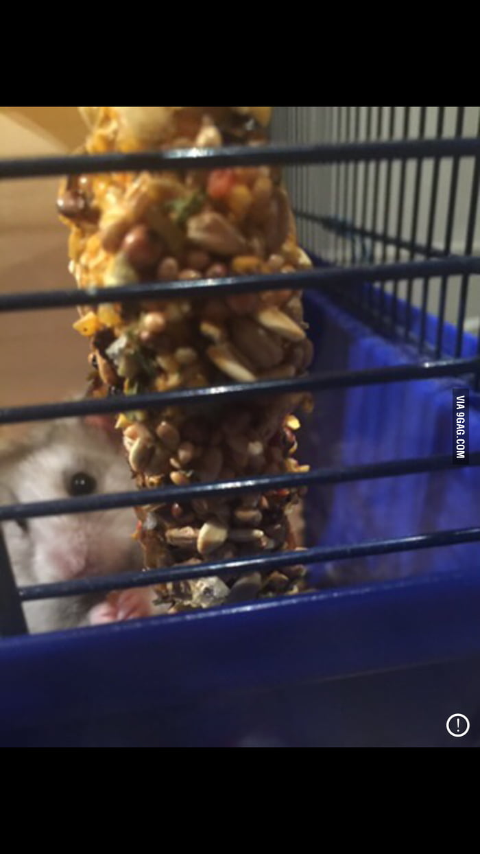 My hamster spying on me - 9GAG