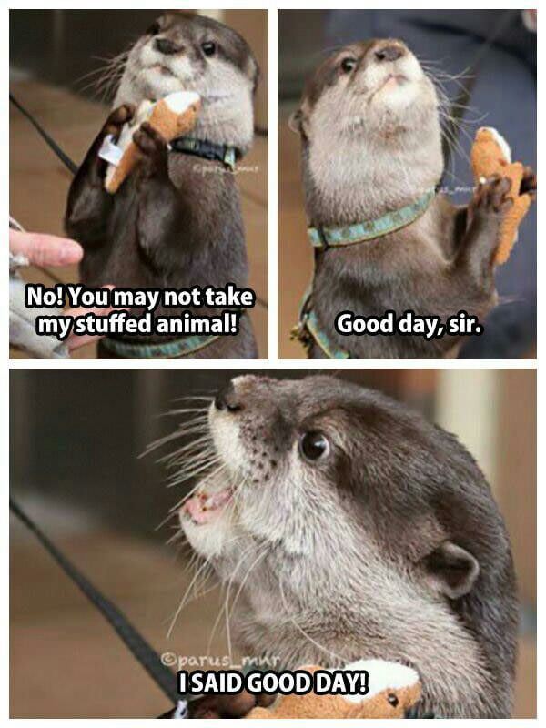 Fancy otter - 9GAG