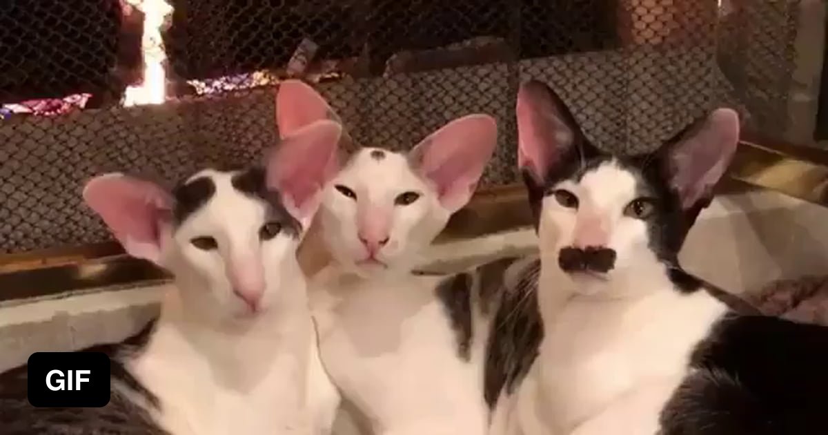 Funky looking Cats - 9GAG
