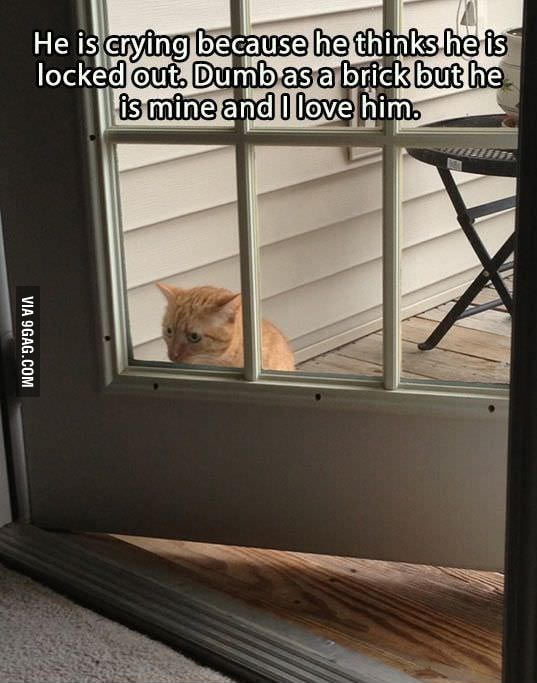 My special cat - 9GAG
