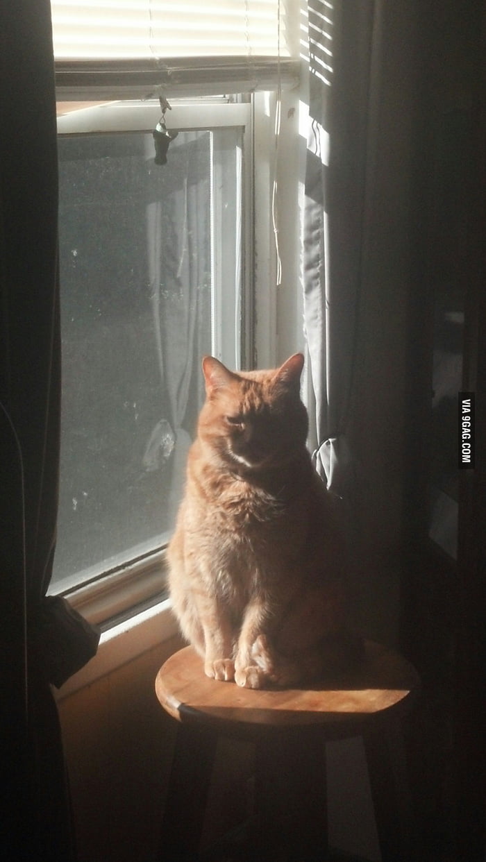 My friends cat must be plotting something sinister - 9GAG