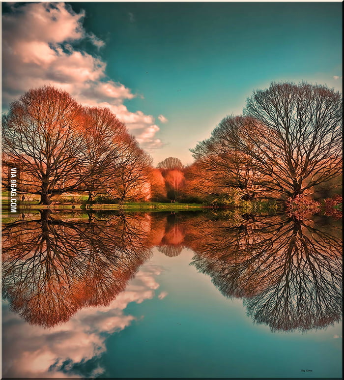 Perfect tree reflection - 9GAG