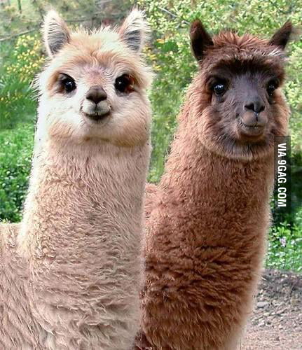 The most photogenic alpaca in the world - 9GAG