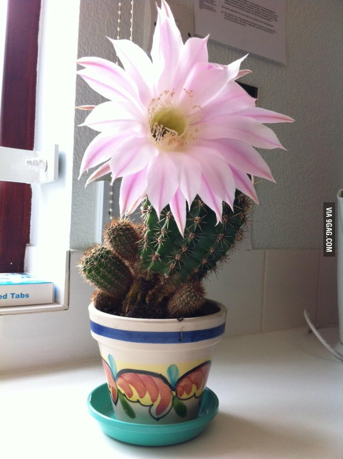 Our cactus at work which flowers for 24 hours a year! Made my morning ...