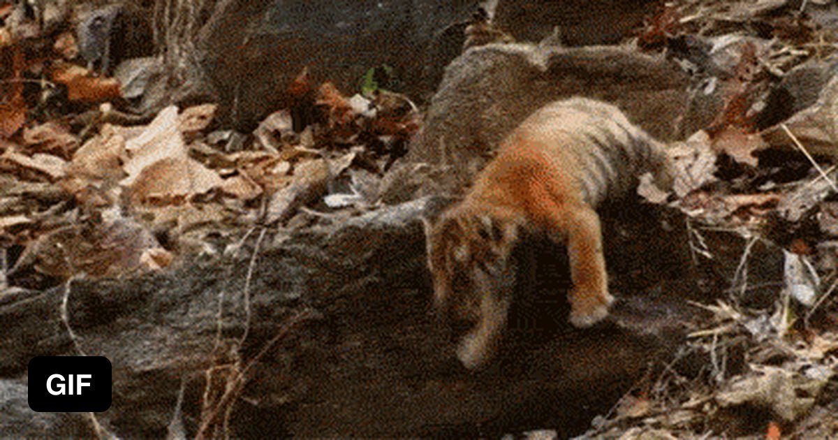 A majestic stealthy cold blooded killer - 9GAG