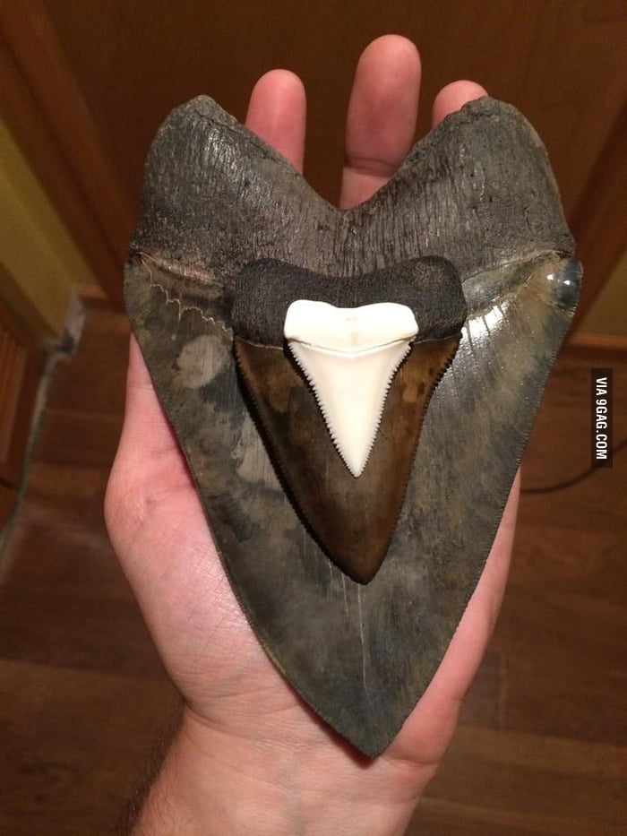 6 5/8 inch Megalodon tooth, 3 1/8 inch fossil Great White and 1 1/2 ...