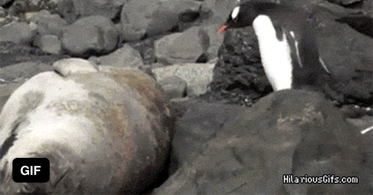 Troll penguin - 9GAG