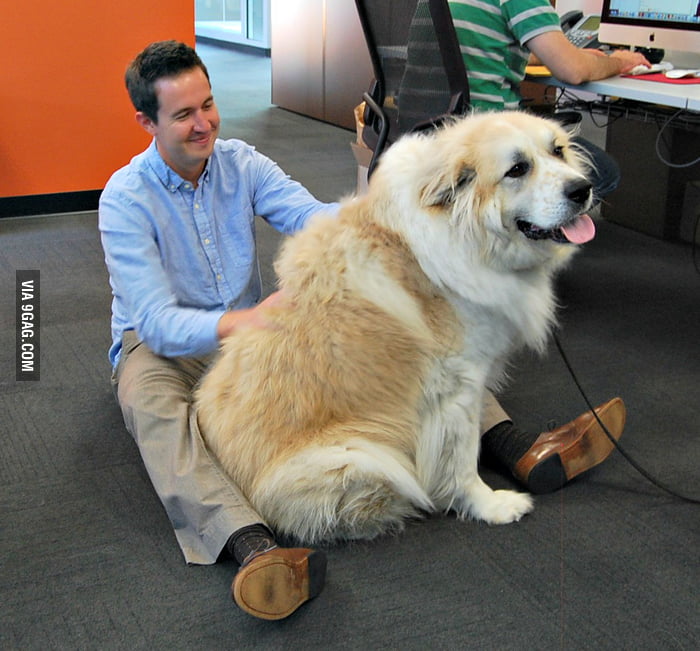 In Honor of Take Your Dog To Work Day, meet our 130 pound lap dog - 9GAG