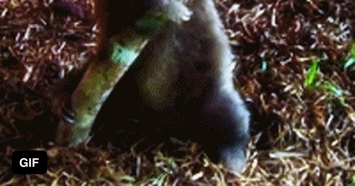 And this is a sloth pooping, they hug a tree and do the "poo dance" - 9GAG