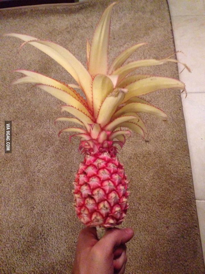 I say we call it a Fabulous Pineapple - 9GAG