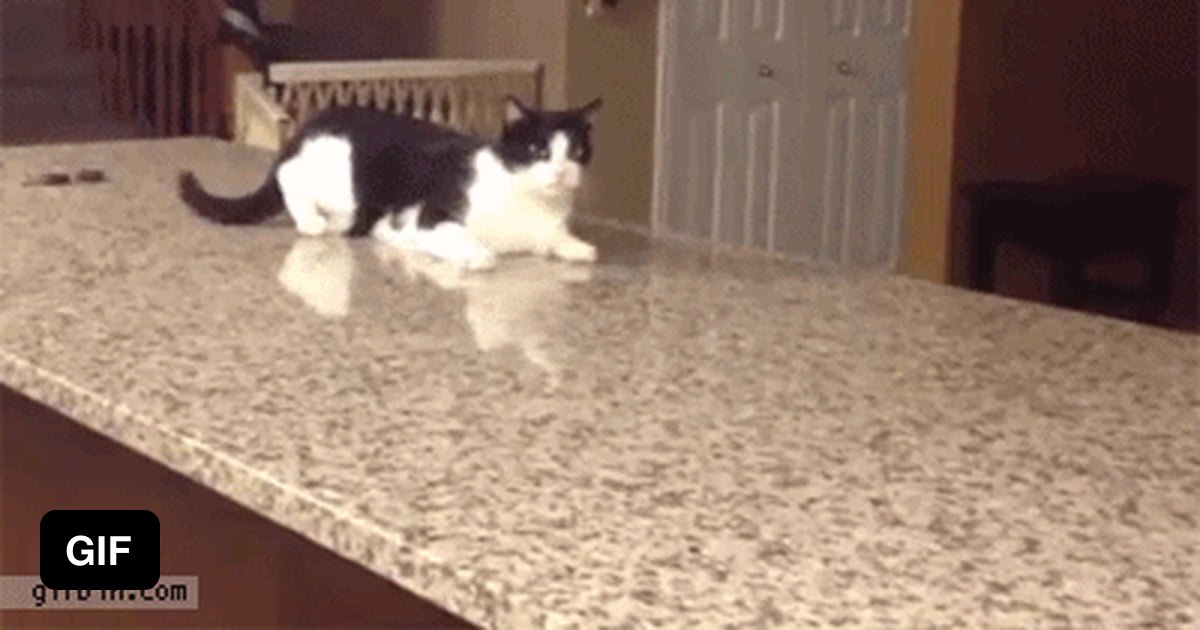 Crip-Walk Cat - 9GAG