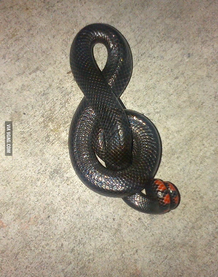 This snake's defense mechanism is to become a treble clef - 9GAG