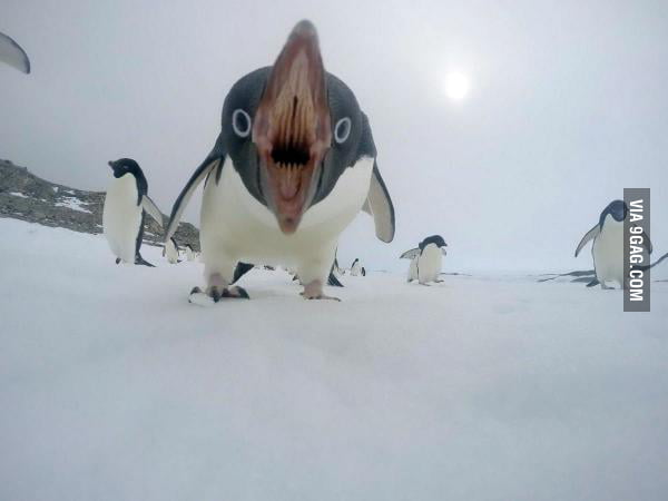 Penguins are cute. - 9GAG