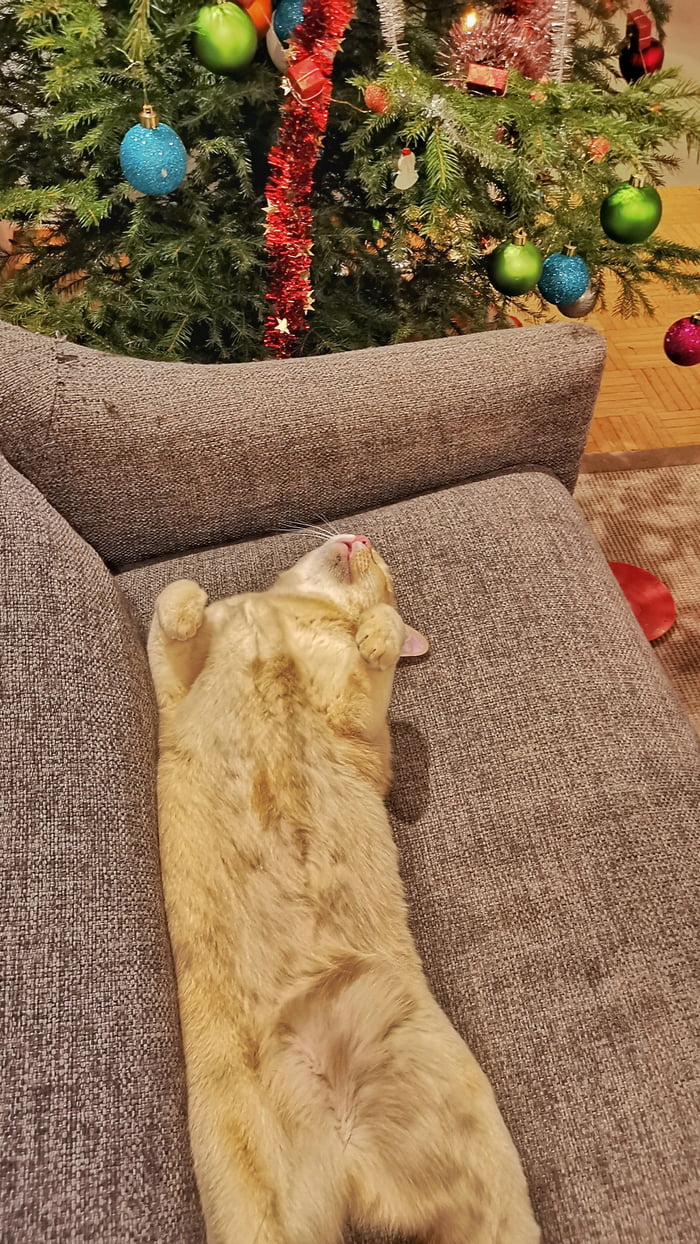 Catto after the Christmas feast - 9GAG