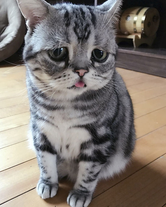 This cat doing a mlem - 9GAG