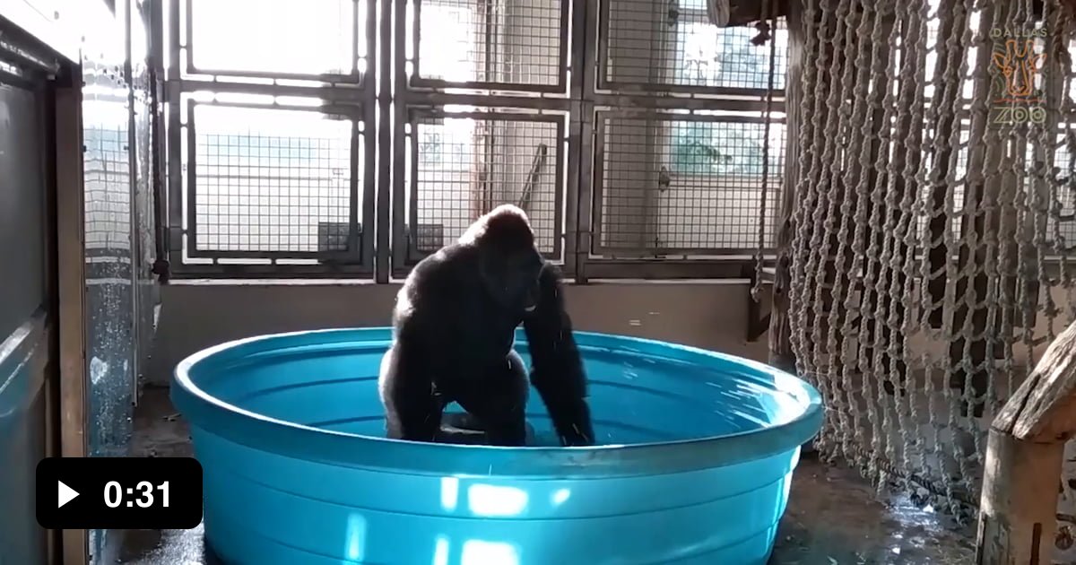 This gorilla dances better than most people! - 9GAG