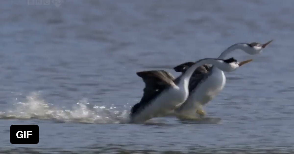 The mating dance of the hooded grebe. - 9GAG