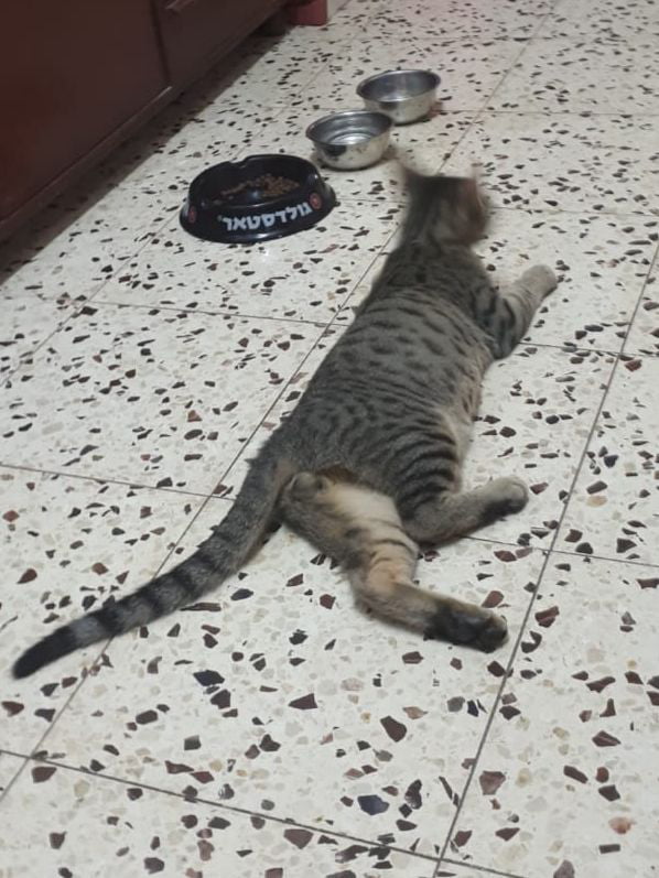 The cat-flash hides its identity - 9GAG