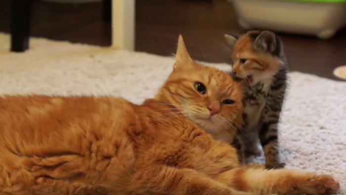 Little Maci (two colored face kitten) nibbling the ear of Ginger cat Casper ** Cutenessoverload ...