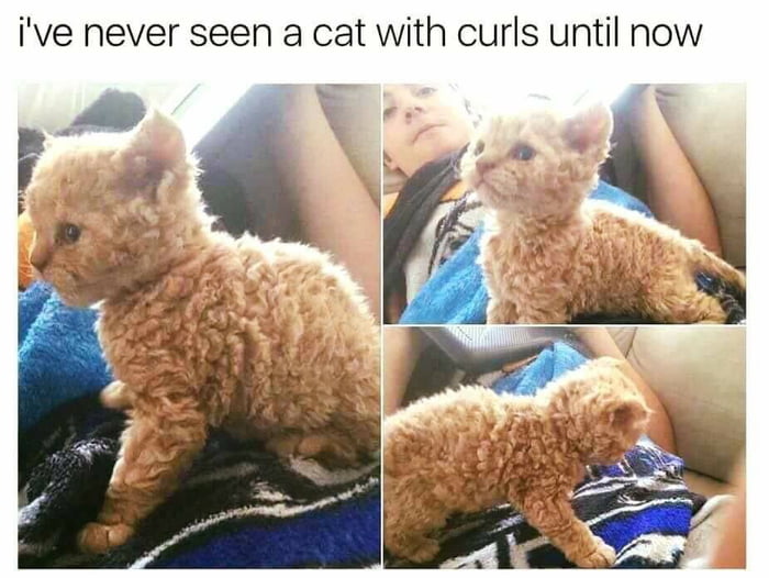 Is it a cat or a sheep? - 9GAG