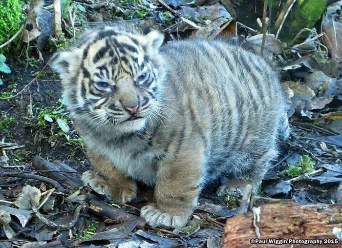 This fat little tiger - 9GAG