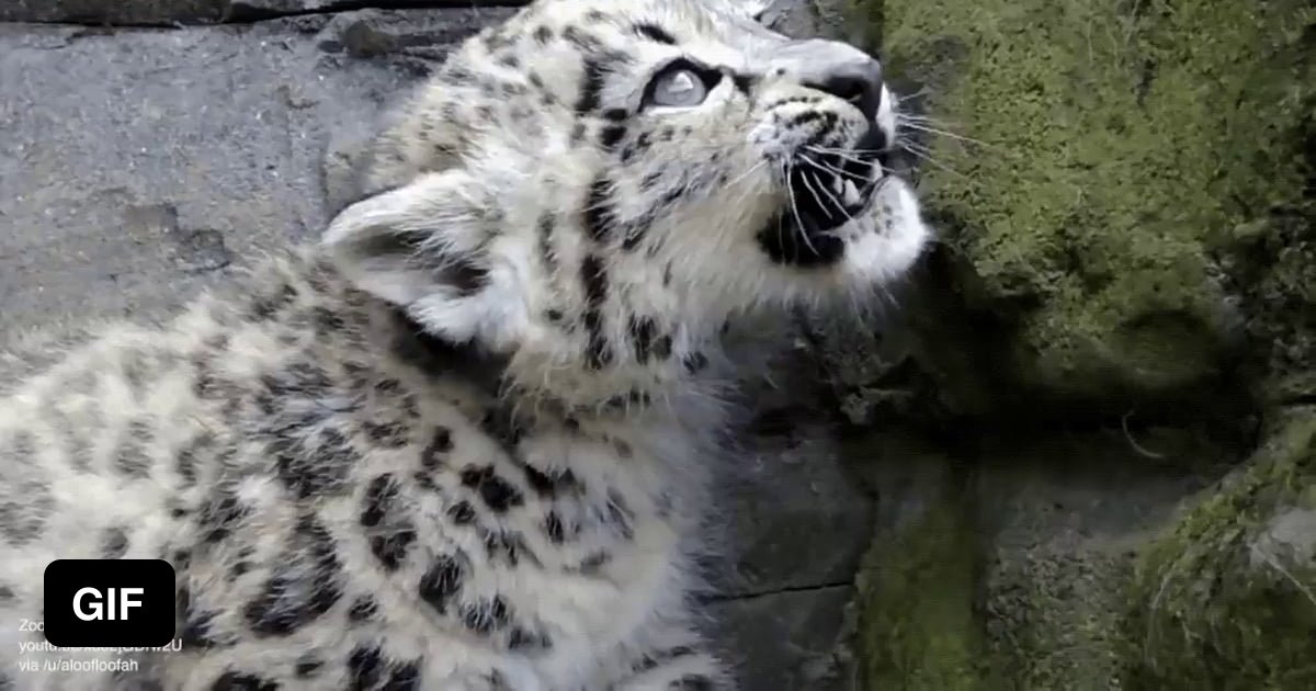 Snow leopard isn’t sure whether he’s ferocious or just needs a hug. - 9GAG