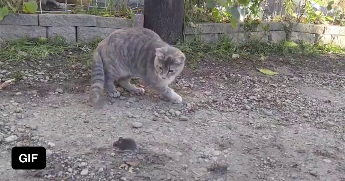 Cat stalking it's prey until... - 9GAG