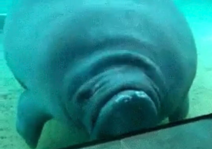 Introducing the: Sad Manatee Meme - 9GAG