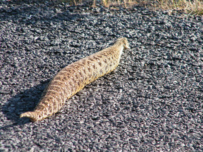 In case you feel fat; here's a fat snake - 9GAG