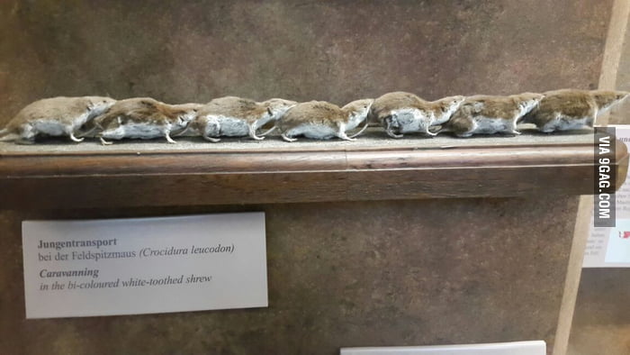 Saw this in a museum in Vienna. Mouse centipede! - 9GAG