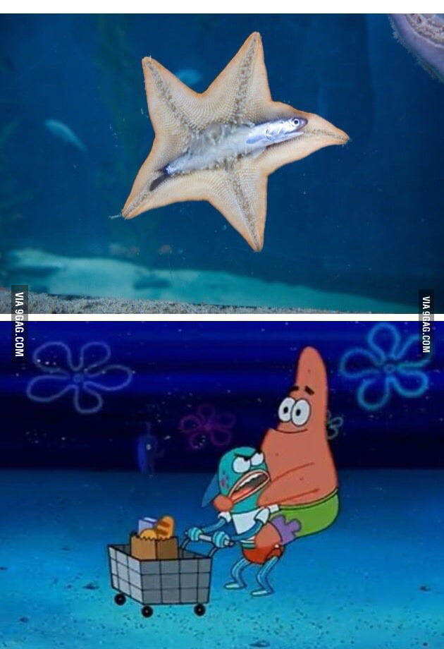Patrick at it again. - 9GAG