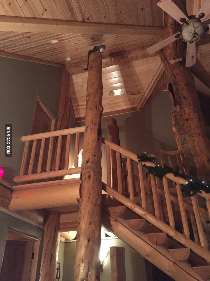 Cat security 2.0 - 9GAG